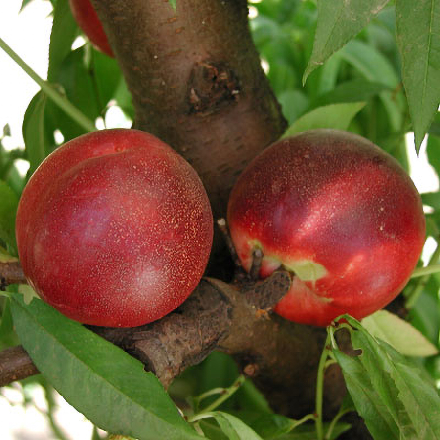 Nectarines: Arctic Rose Nectarine - Semi-dwarf