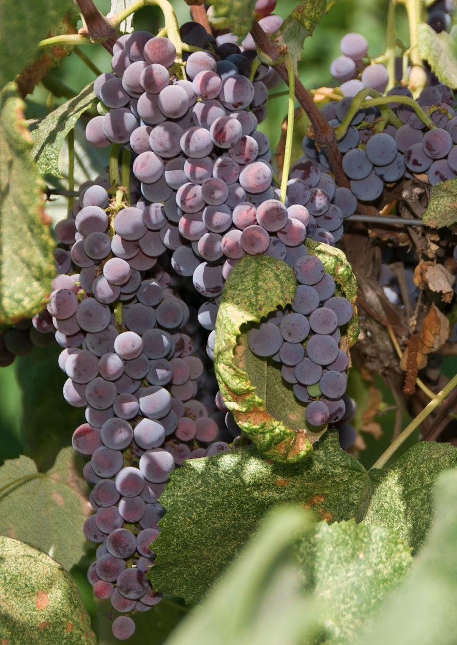 Table Grapes: Concord Eastern Grape