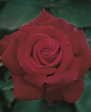 Hybrid Tea Roses: Firefighter Rose