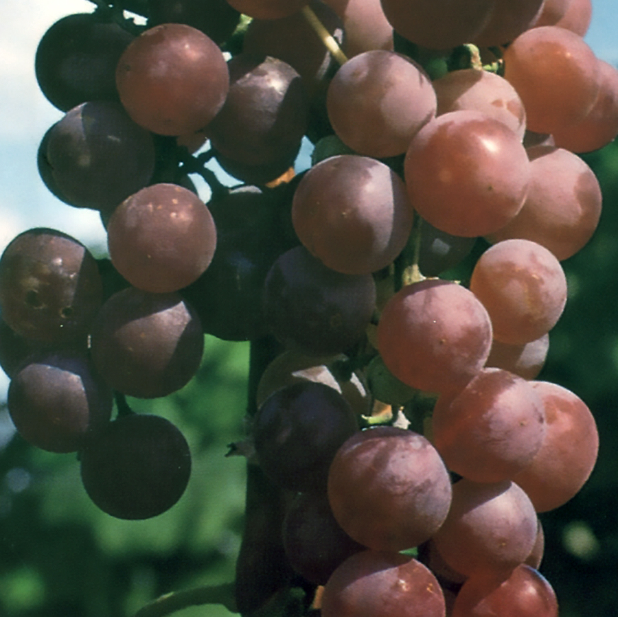 Table Grapes: Flame Seedless Grape