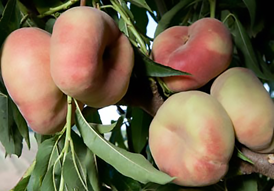 Peaches: Galaxy Peach - Standard
