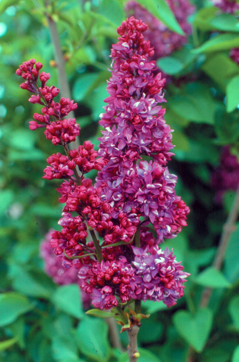 Ornamental Shrubs & Vines: Lilac - Charles Joly French Hybrid