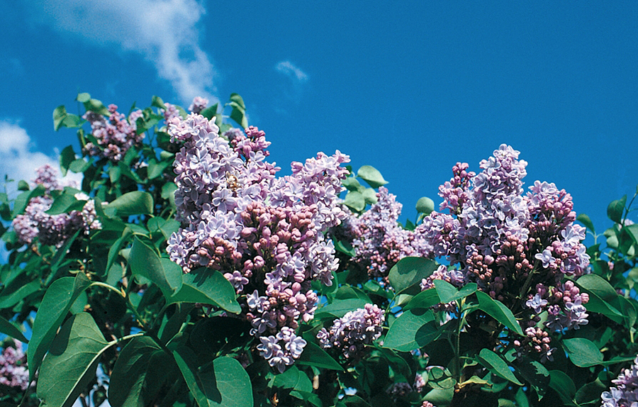 Ornamental Shrubs & Vines: Lilac - President Grevy French Hybrid