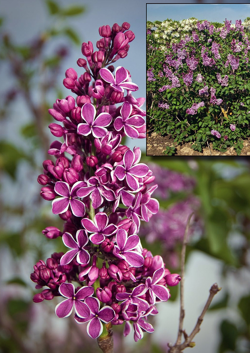 Ornamental Shrubs & Vines: Lilac - Sensation French Hybrid