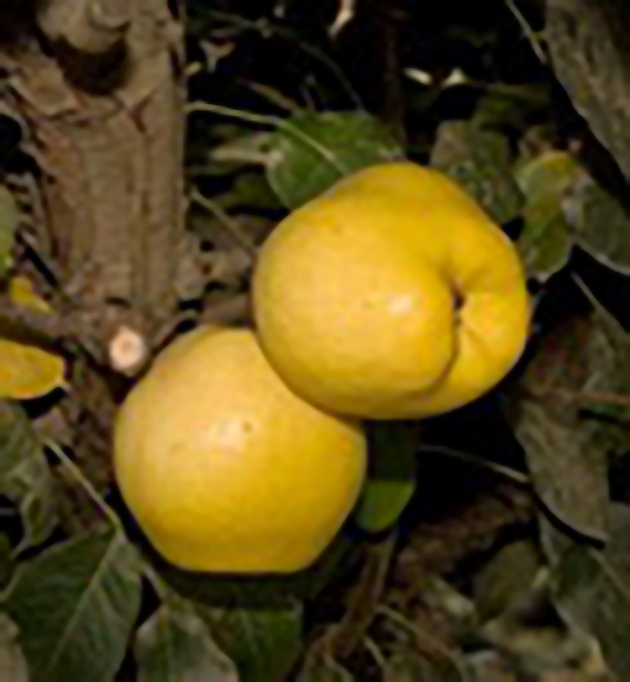 Pears: Monterrey Pear - Semi-dwarf