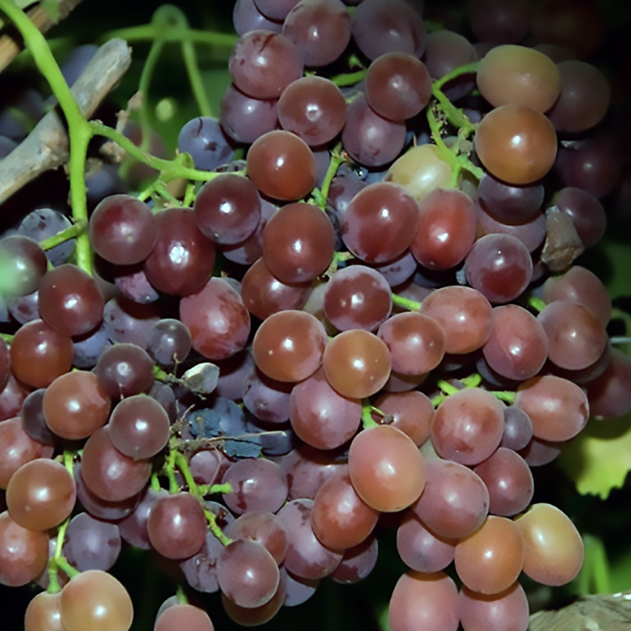 Table Grapes: Ruby Seedless Grape