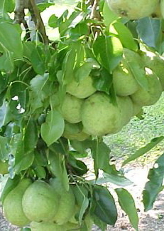 Pears: Southern Bartlett Pear - Semi-dwarf